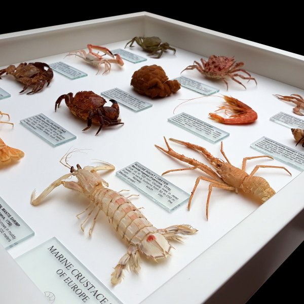 Marine Crustaceans of Europe