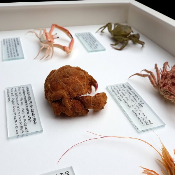 Marine Crustaceans of Europe