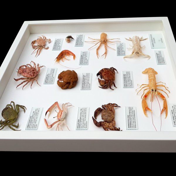 Marine Crustaceans of Europe