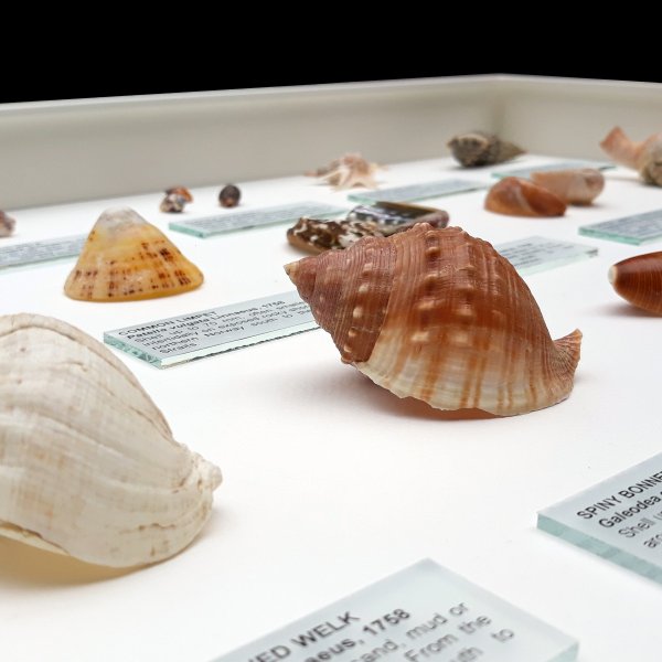 Gastropod Seashells of Europe